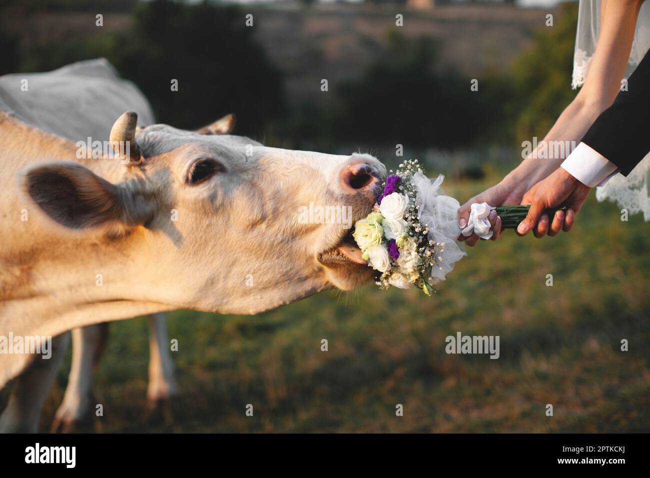 the cow eats the wedding bouquet of the bride and groom Stock Photo - Alamy