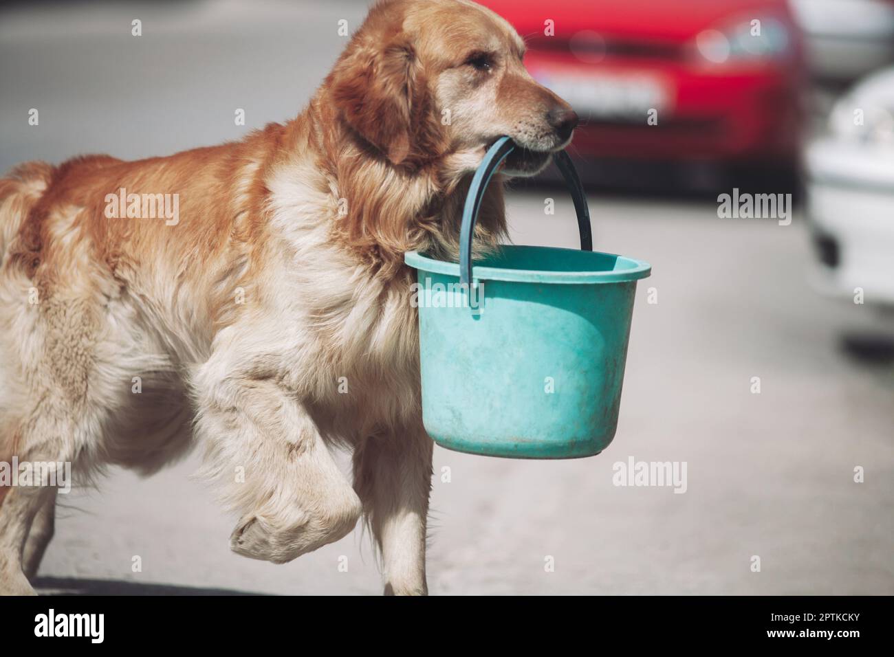 a smart adult dog carries a bucket in its mouth Stock Photo - Alamy
