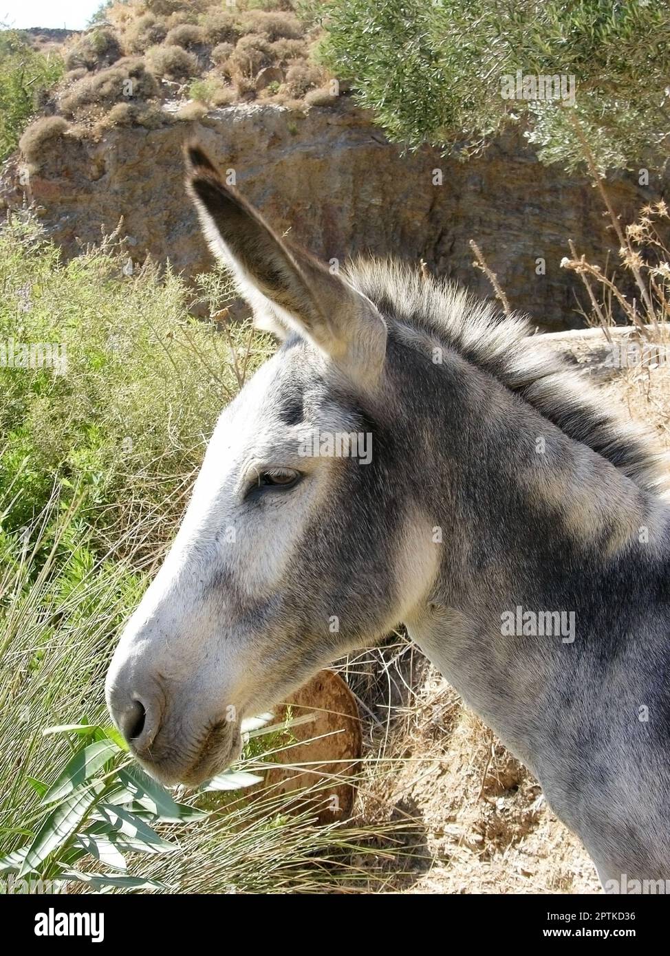 Portrait, Animal portrait of a donkey (Equus asinus asinus Stock Photo ...