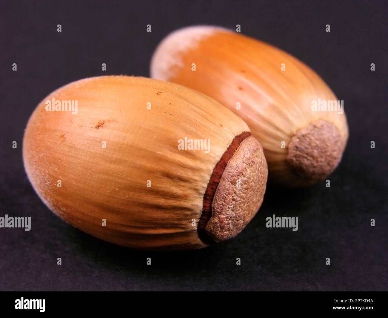Acorn, the nut fruit of the oak (Quercus Stock Photo - Alamy