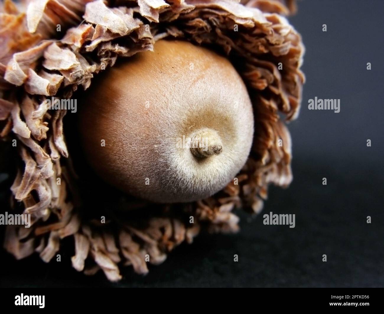 Acorn, the nut fruit of the oak (Quercus Stock Photo - Alamy