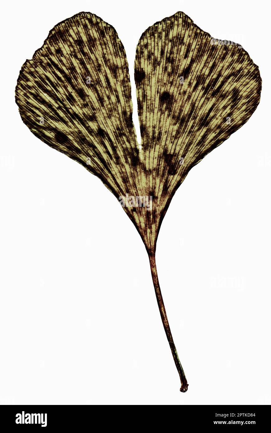 Yellow Ginkgo (Ginkgo biloba) leaf against white background with copy ...