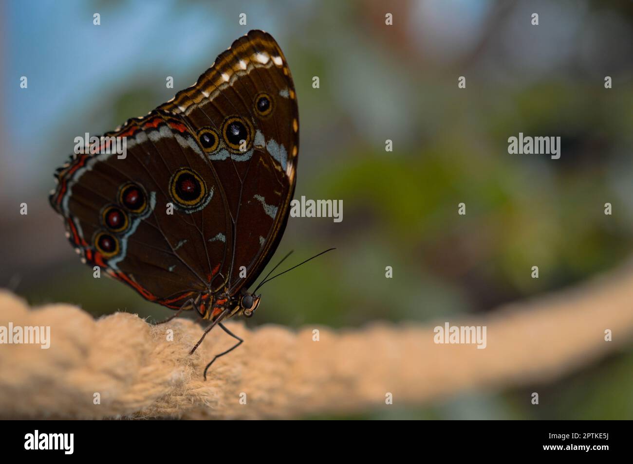 Morpho peleides big colorful tropical butterfly in the butterfly house ...