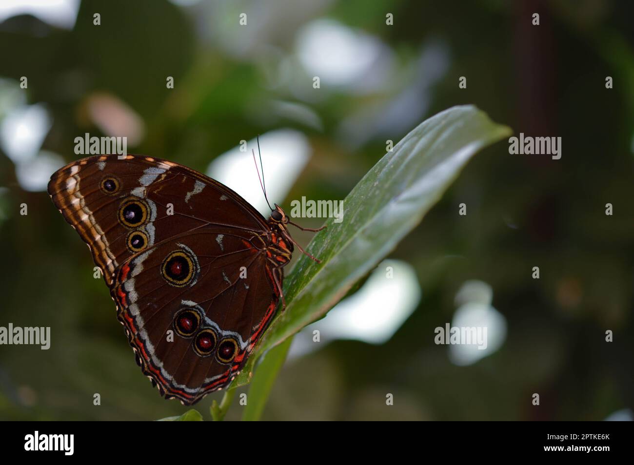 Morpho peleides tropical butterfly on a green leaf, macro close up,the ...