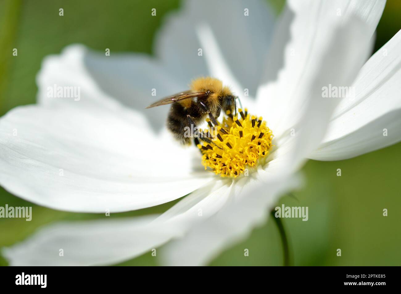 Bumblebee inside a white garden cosmos flower, mexican aster, bee ...