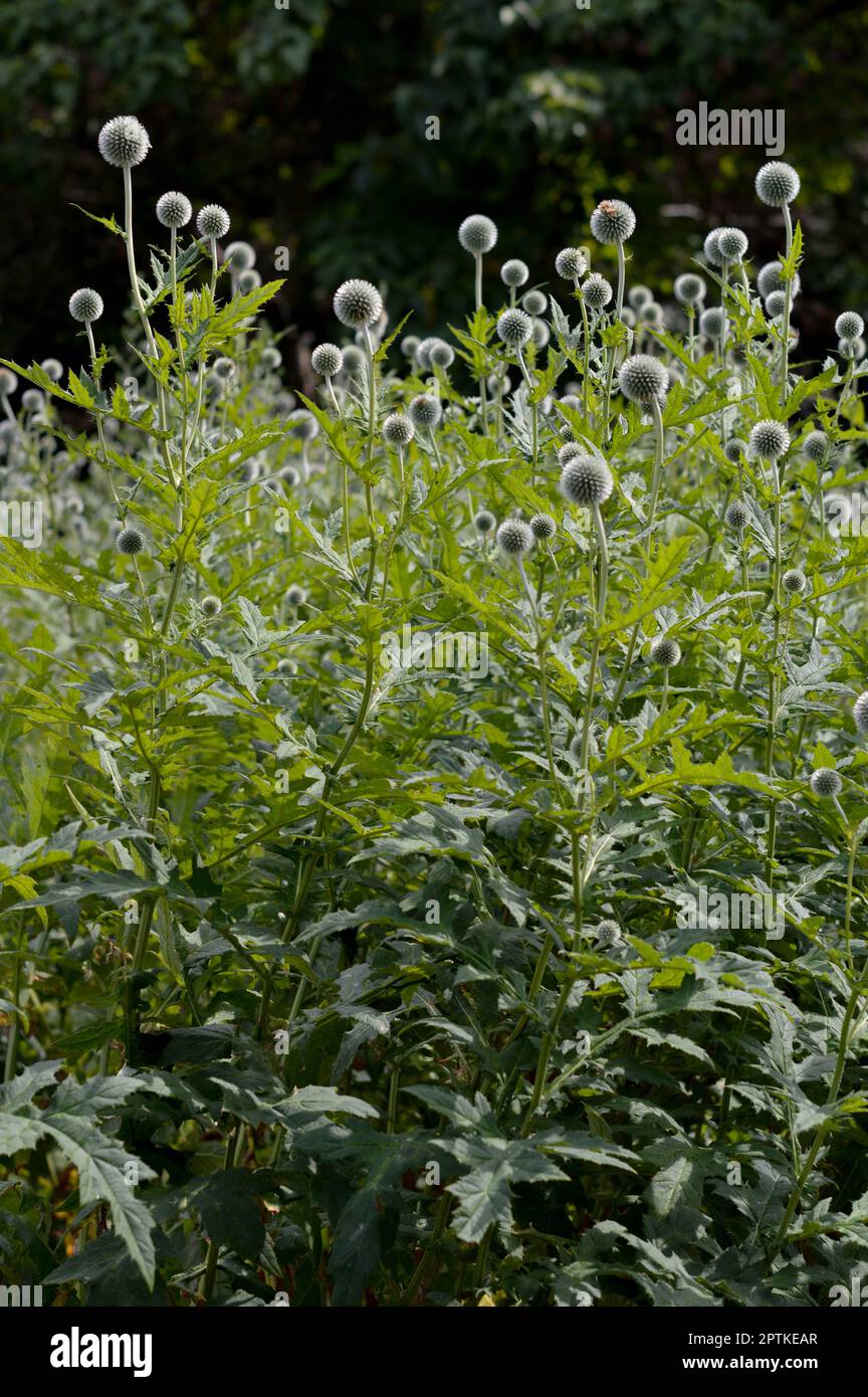 Southern globethistle field, echinops plants in the garden, plant whit ...