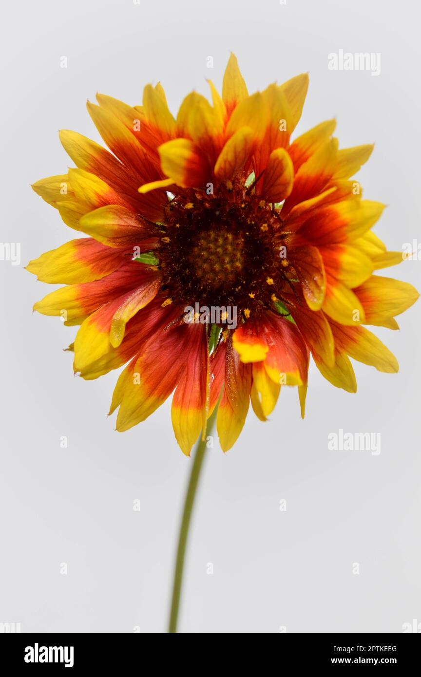 Gaillardia × grandiflora is a hybrid species of flowering plant in the ...