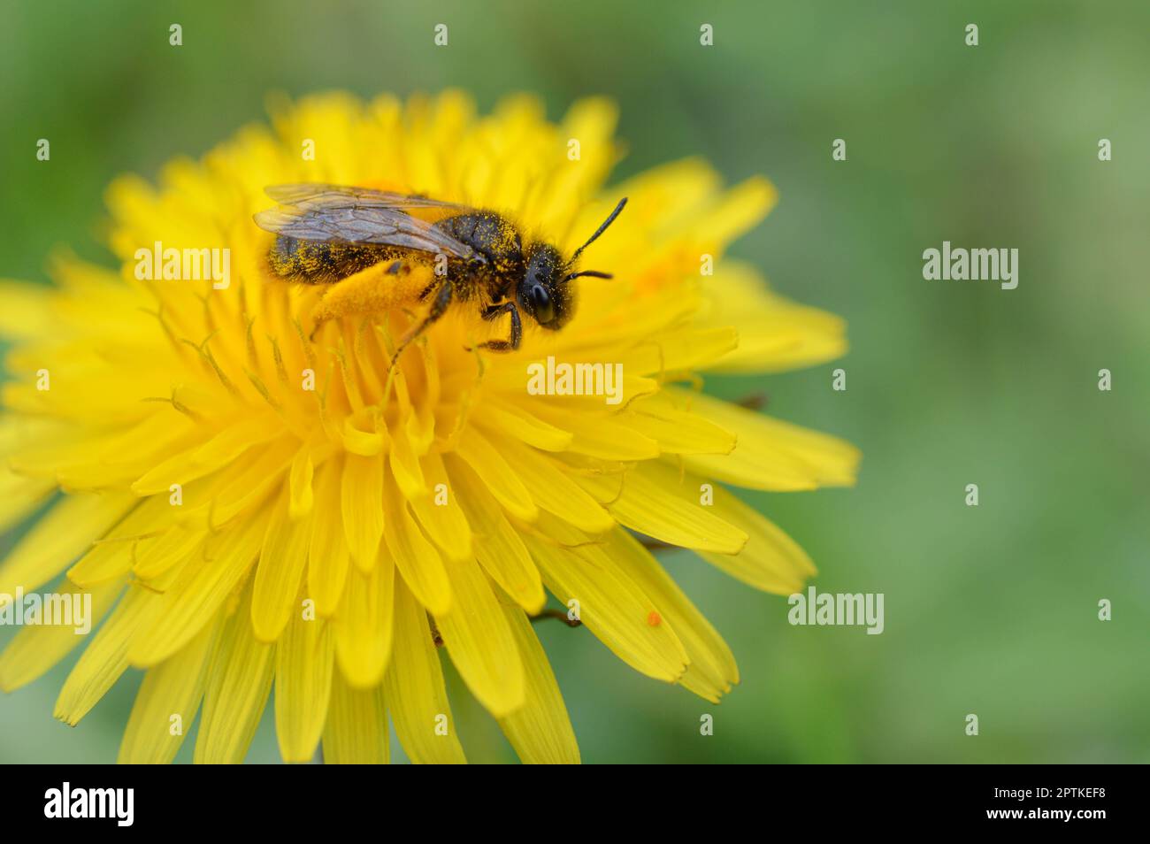 Bee sleeping in a dandelion, early spring weather, bee close up, insect ...