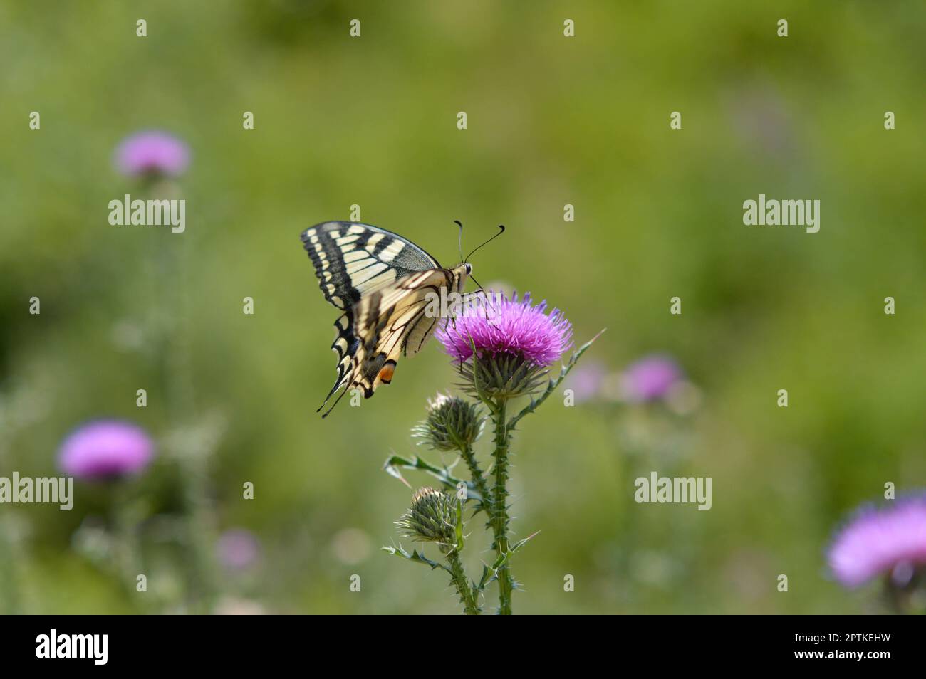 Old World swallowtail butterfly on a Spear Thistle flower. Yellow big ...