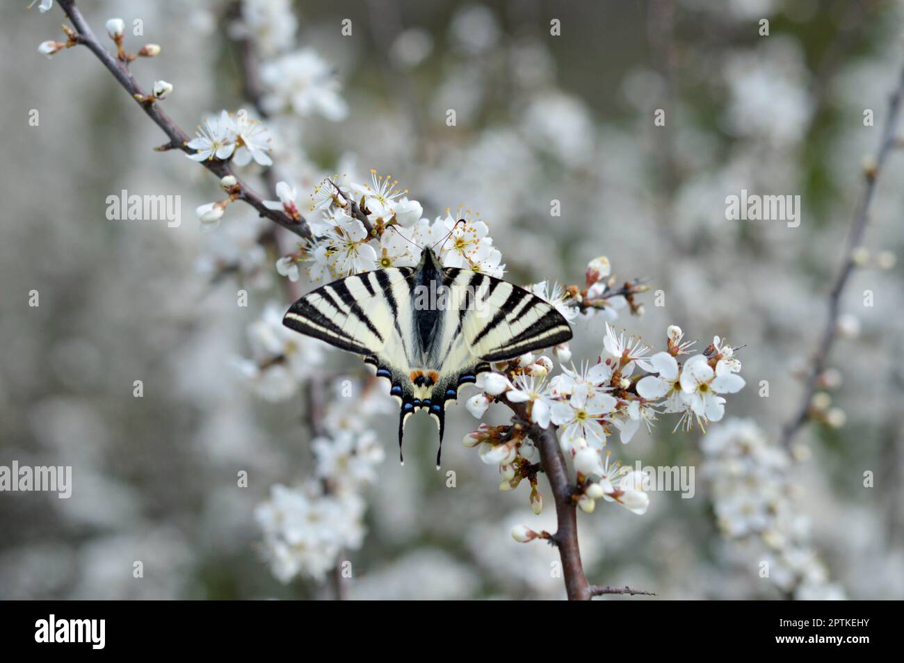 Iphiclides podalirius, scarce swallowtail butterfly big yellow ...