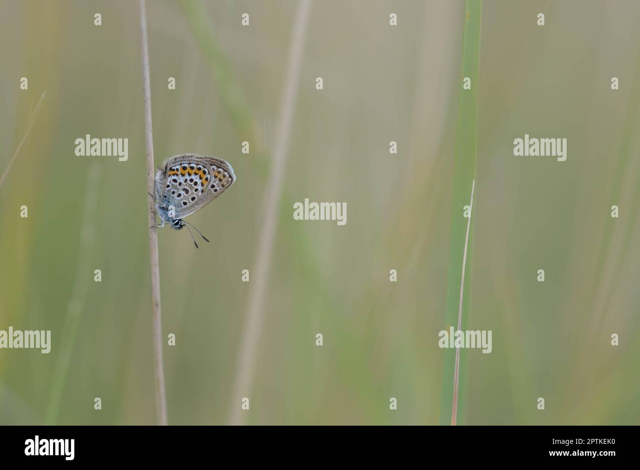 Polyommatus icarus, common blue butterfly, small butterfly blue and ...