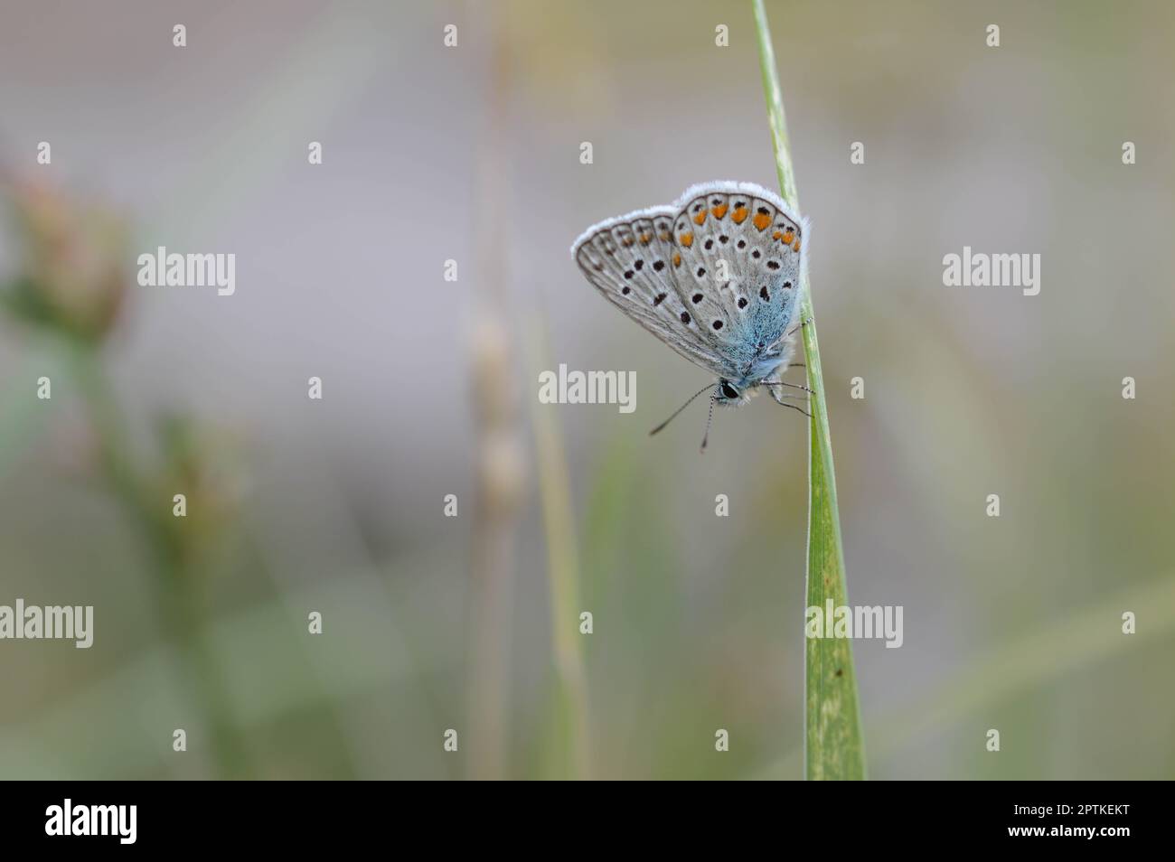 Polyommatus icarus, common blue butterfly, small butterfly blue and ...