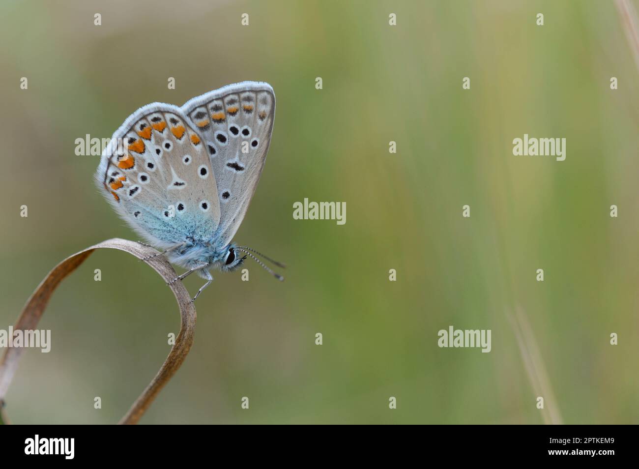 Polyommatus icarus, common blue butterfly, small butterfly blue and ...