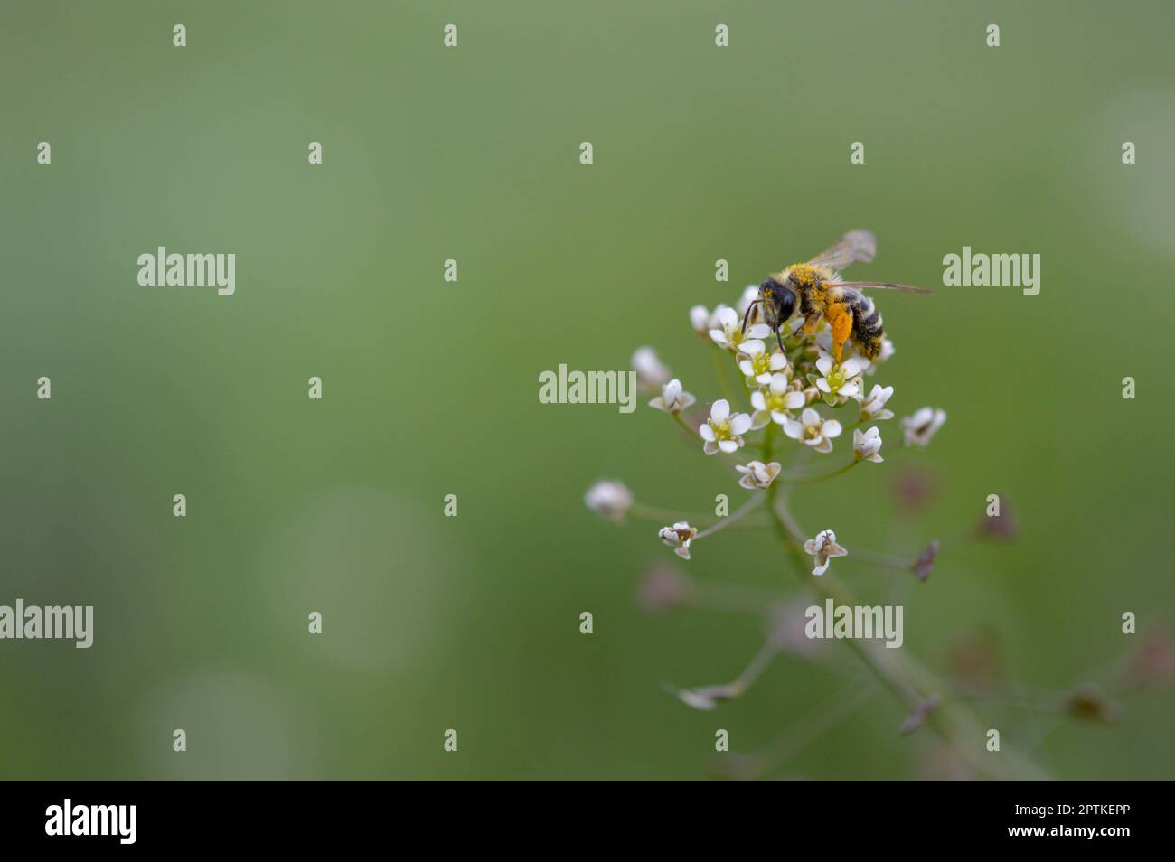 Bee full of pollen on a white flower macro, bee in nature close up ...