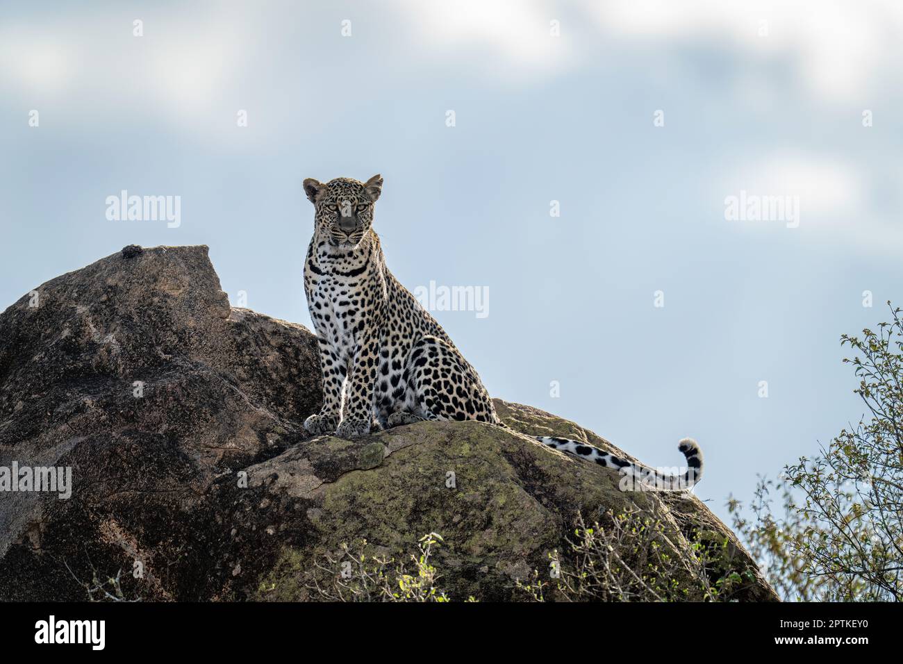 Leopard facing camera hi-res stock photography and images - Alamy