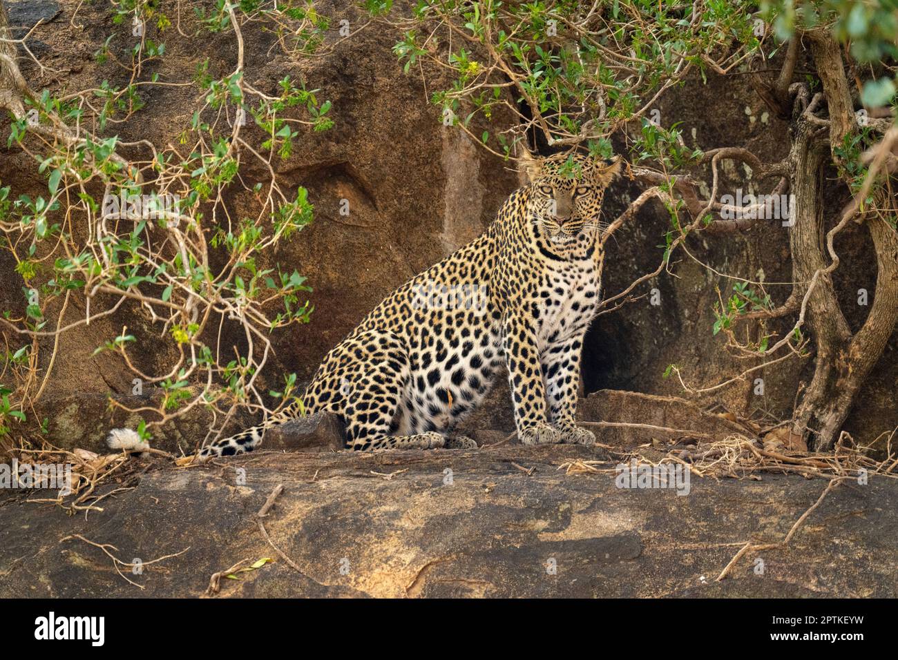 Leopard sits on rocky ledge among bushes Stock Photo - Alamy