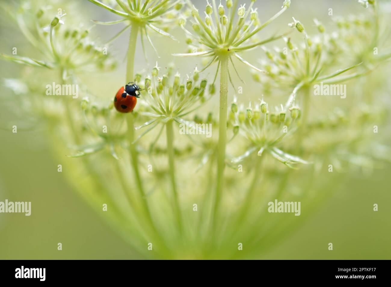 Ladybug on a wild carrot flower close up, macro lady bug, small red ...