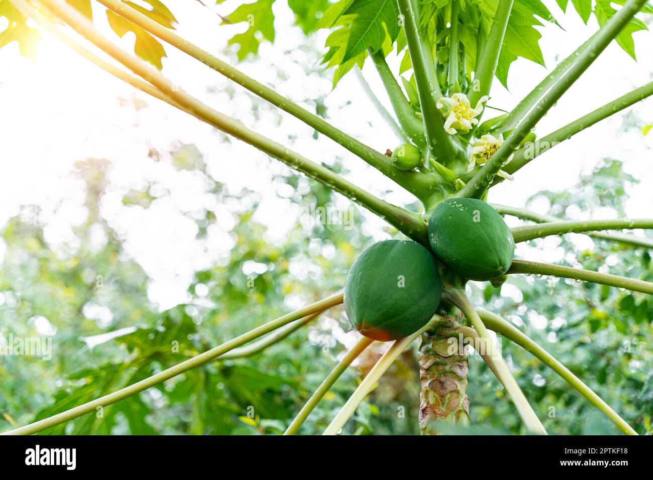 Close-up of fruit papayas on papaya tree over blur green background ...