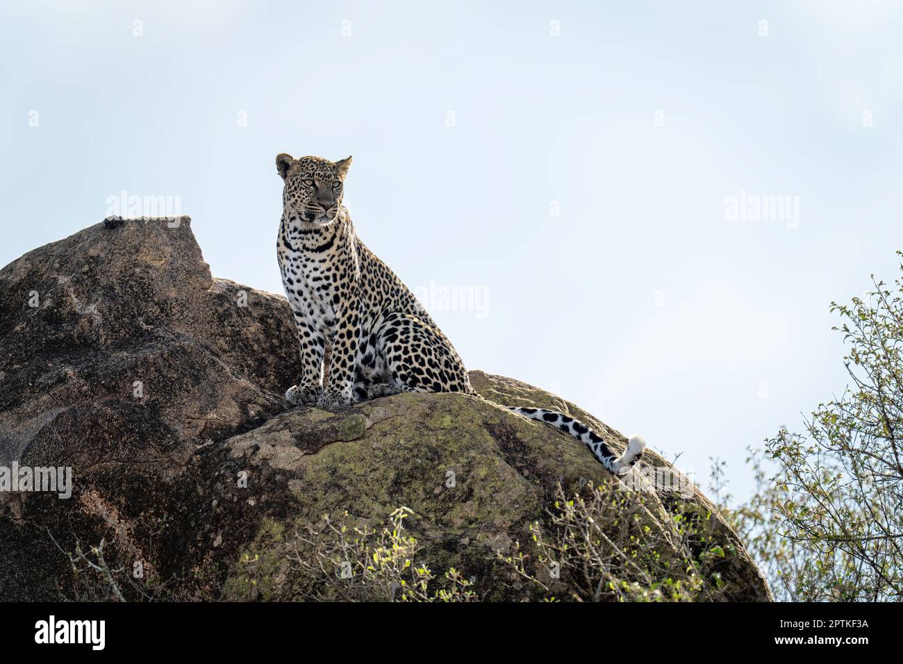 Leopard turning head hi-res stock photography and images - Alamy