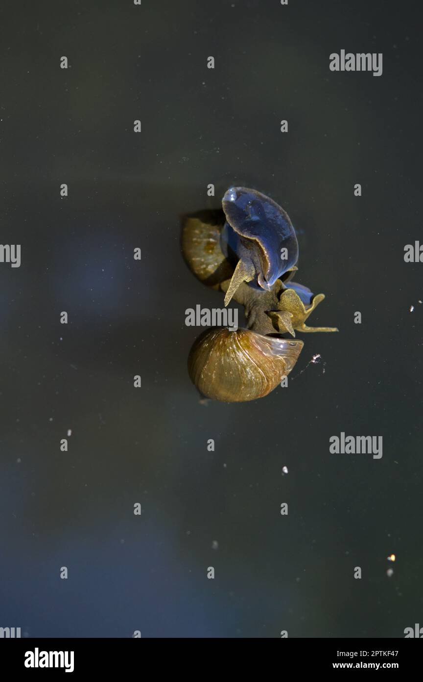 Water snails in the lake, in water two water snails. Water snail ...