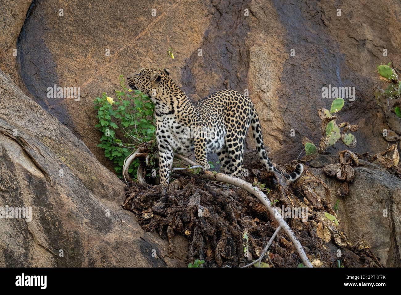 Leopard stands on bent branch looking up Stock Photo - Alamy