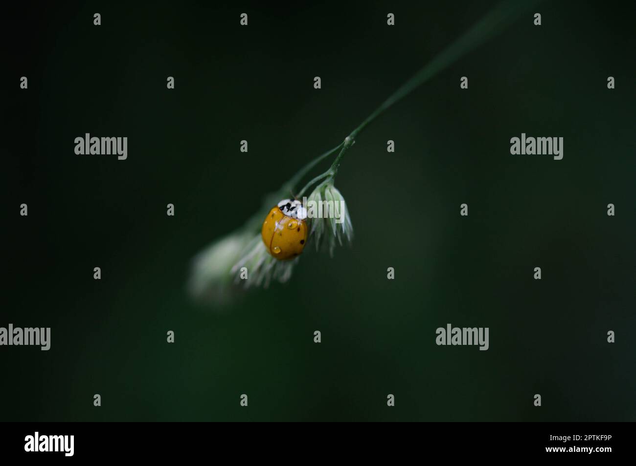 Ladybug on a plant with water drops, lady bug close up, macro Stock ...