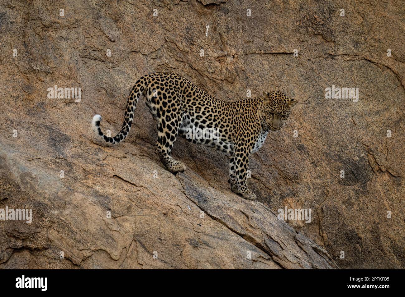 Leopard stands on sheer rock looking down Stock Photo - Alamy
