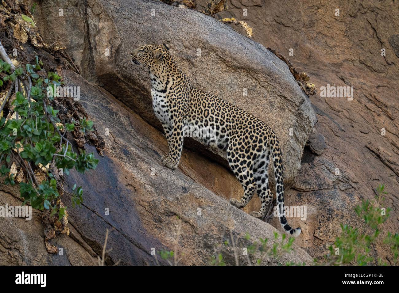 Leopard stands on sloping rock looking up Stock Photo - Alamy