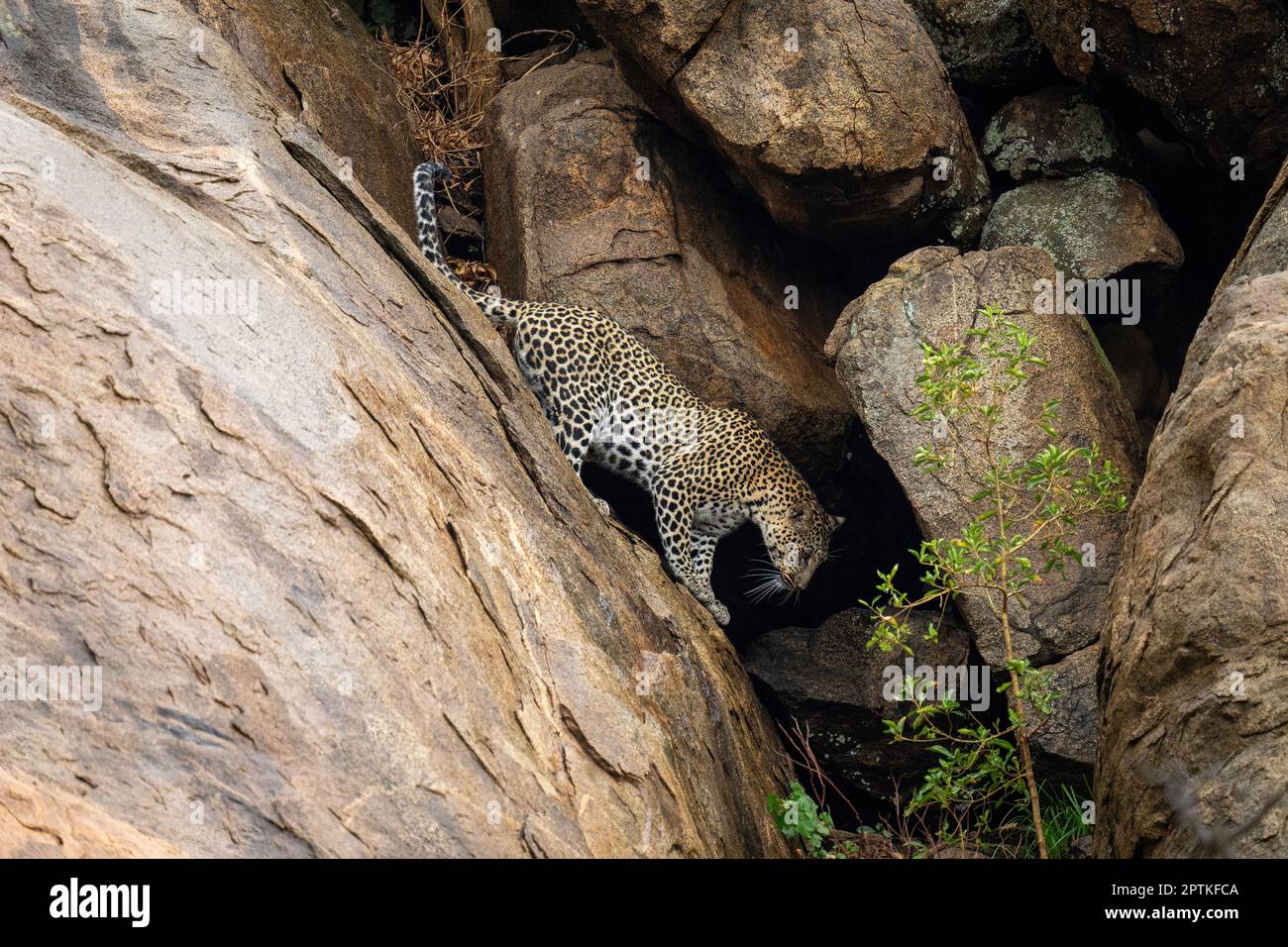 Leopard stands on steep rock looking down Stock Photo - Alamy