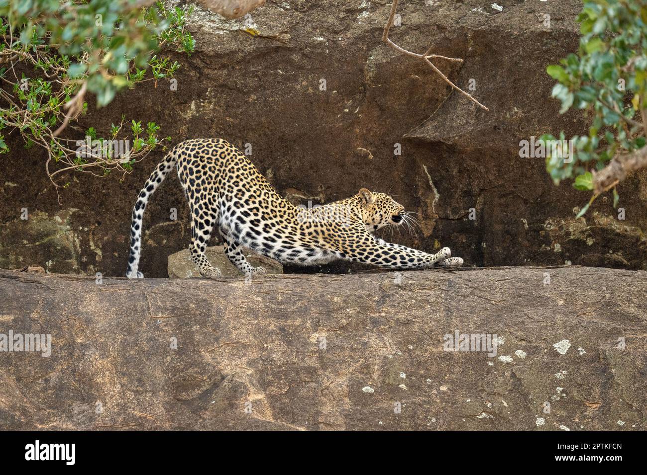 Leopard stretches back on ledge between bushes Stock Photo - Alamy