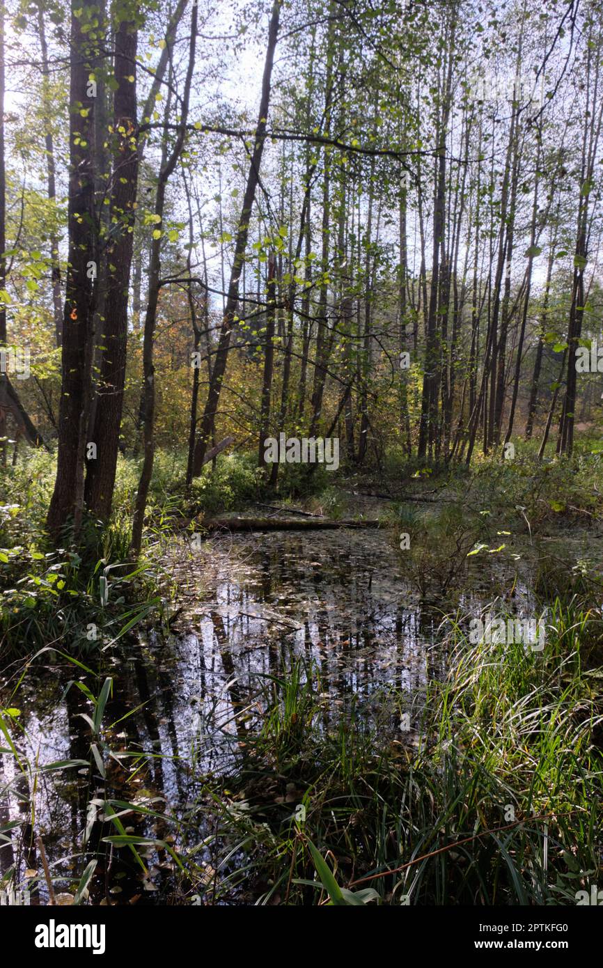 Old alder tree and water around in fall forest with a lot decline wood ...