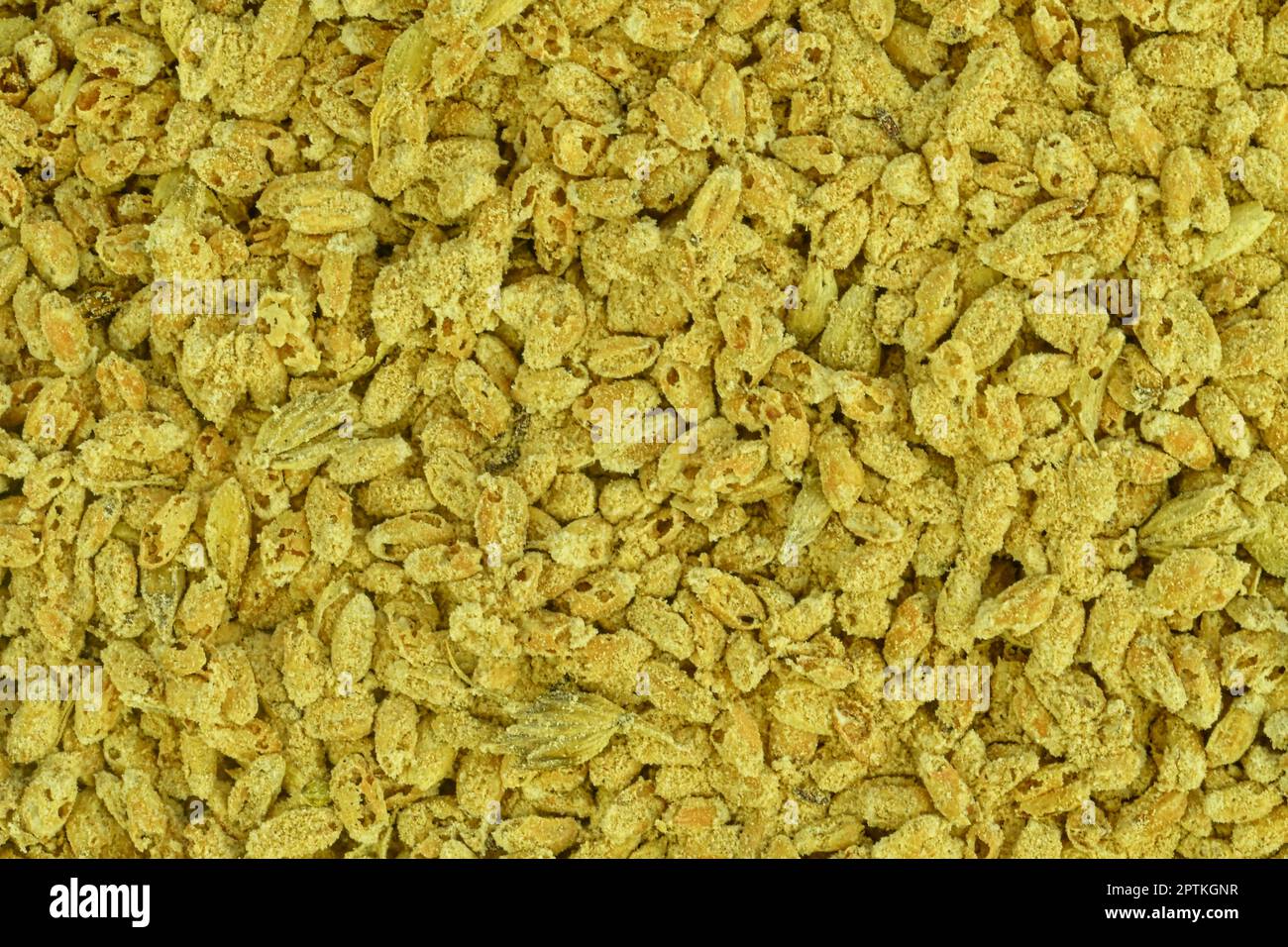 Full frame of rotten wheat grains. Moldy wheat grains. Mycotoxins ...