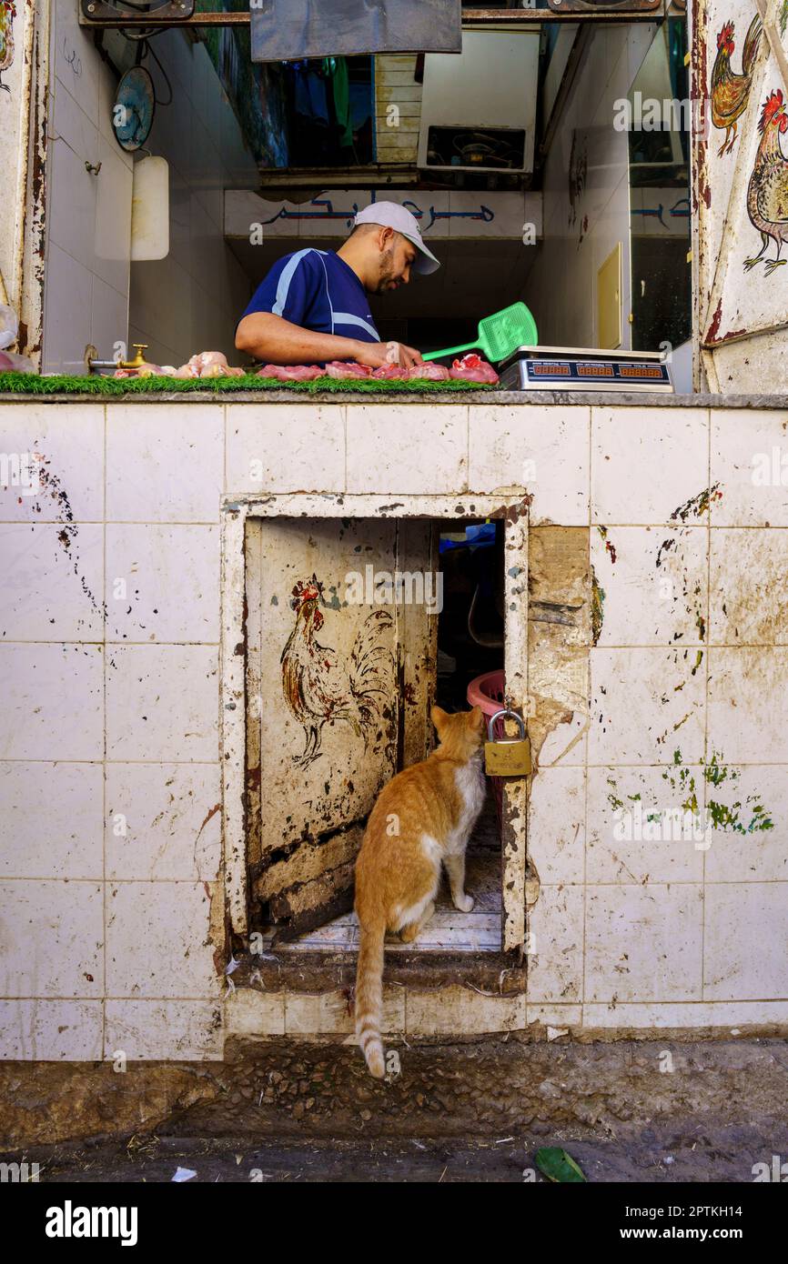 cat in a butcher shop, Fez, morocco, africa Stock Photo - Alamy