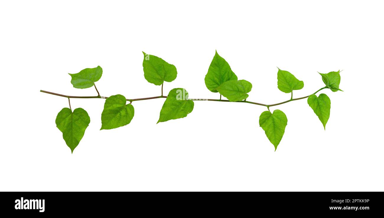 Vine ivy plant with green leaves heart shaped, Isolated on a white ...