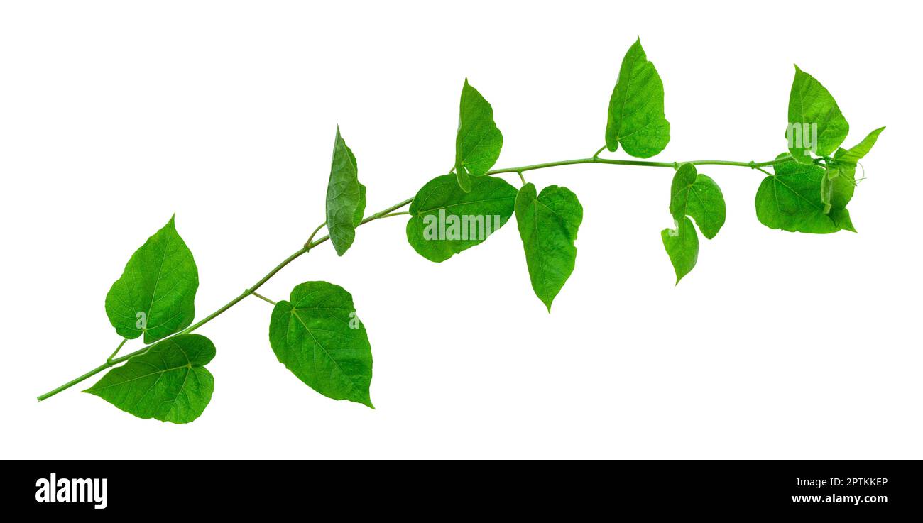 Vine ivy plant with green leaves heart shaped, Isolated on a white ...