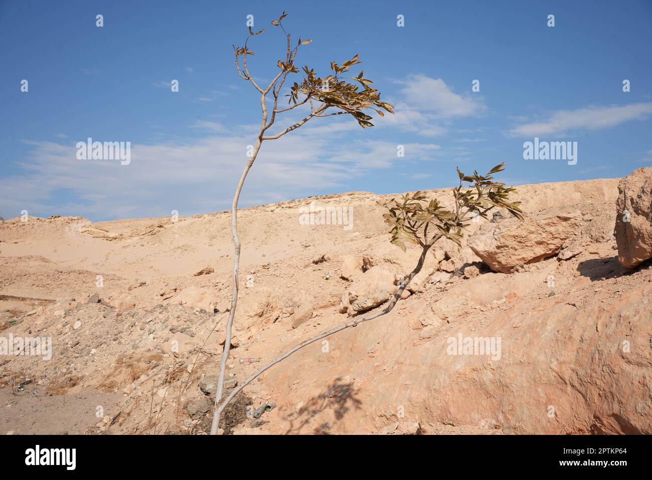 Tree half dead hi-res stock photography and images - Alamy
