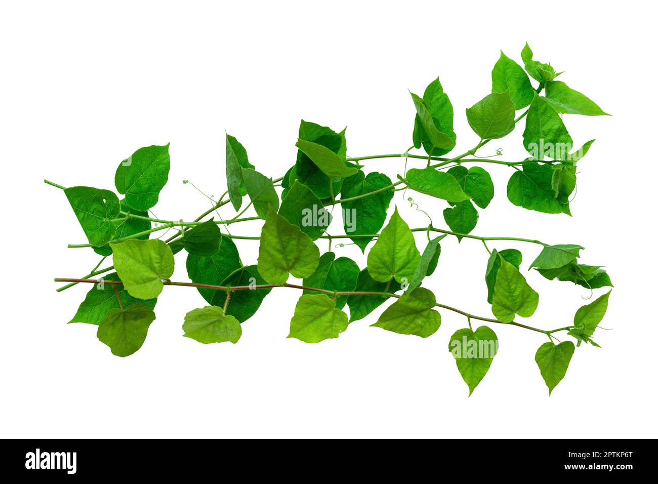 Vine ivy plant with green leaves heart shaped, Isolated on a white ...