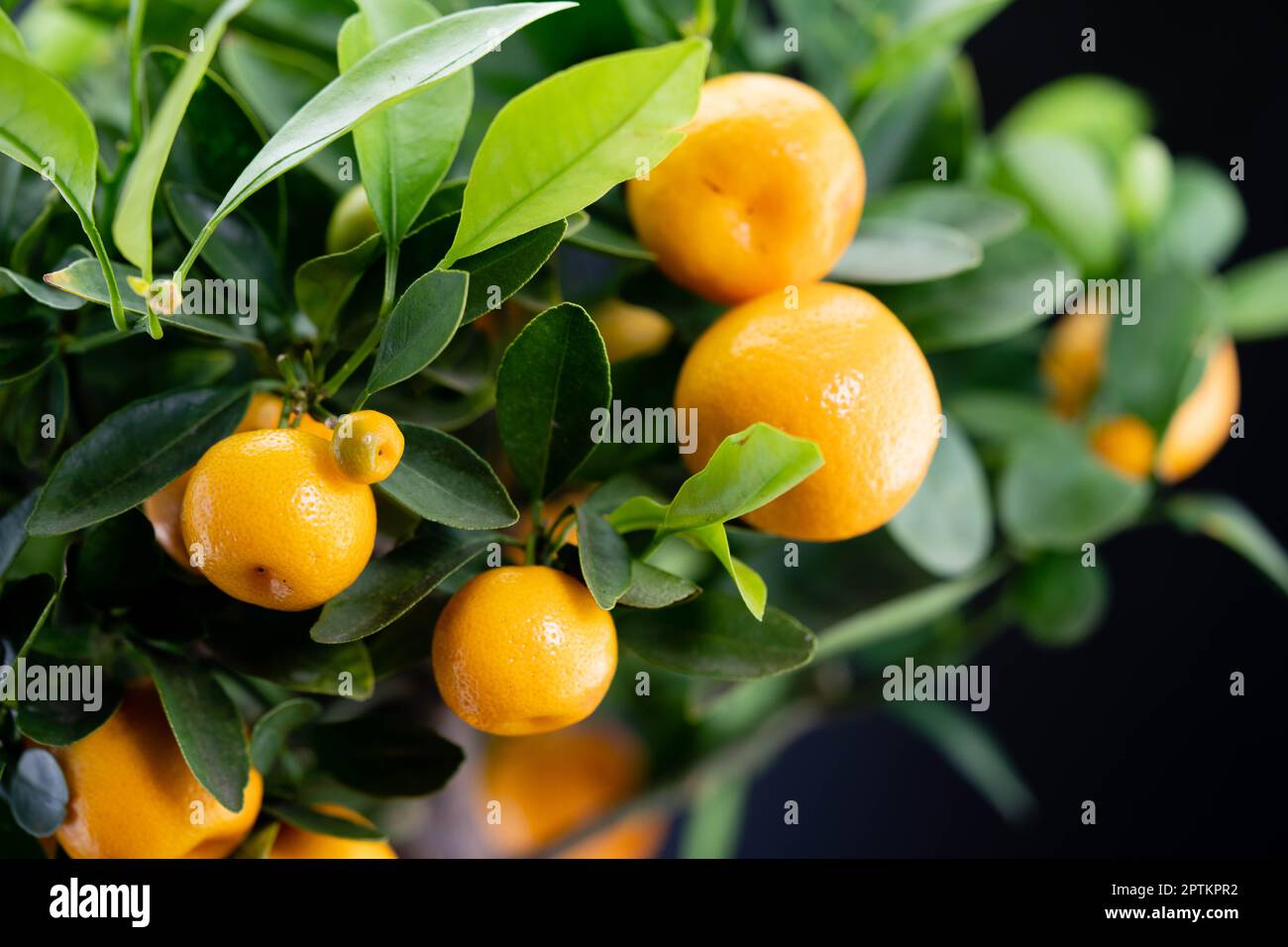 The Calamondin Orange on olive wood Stock Photo - Alamy
