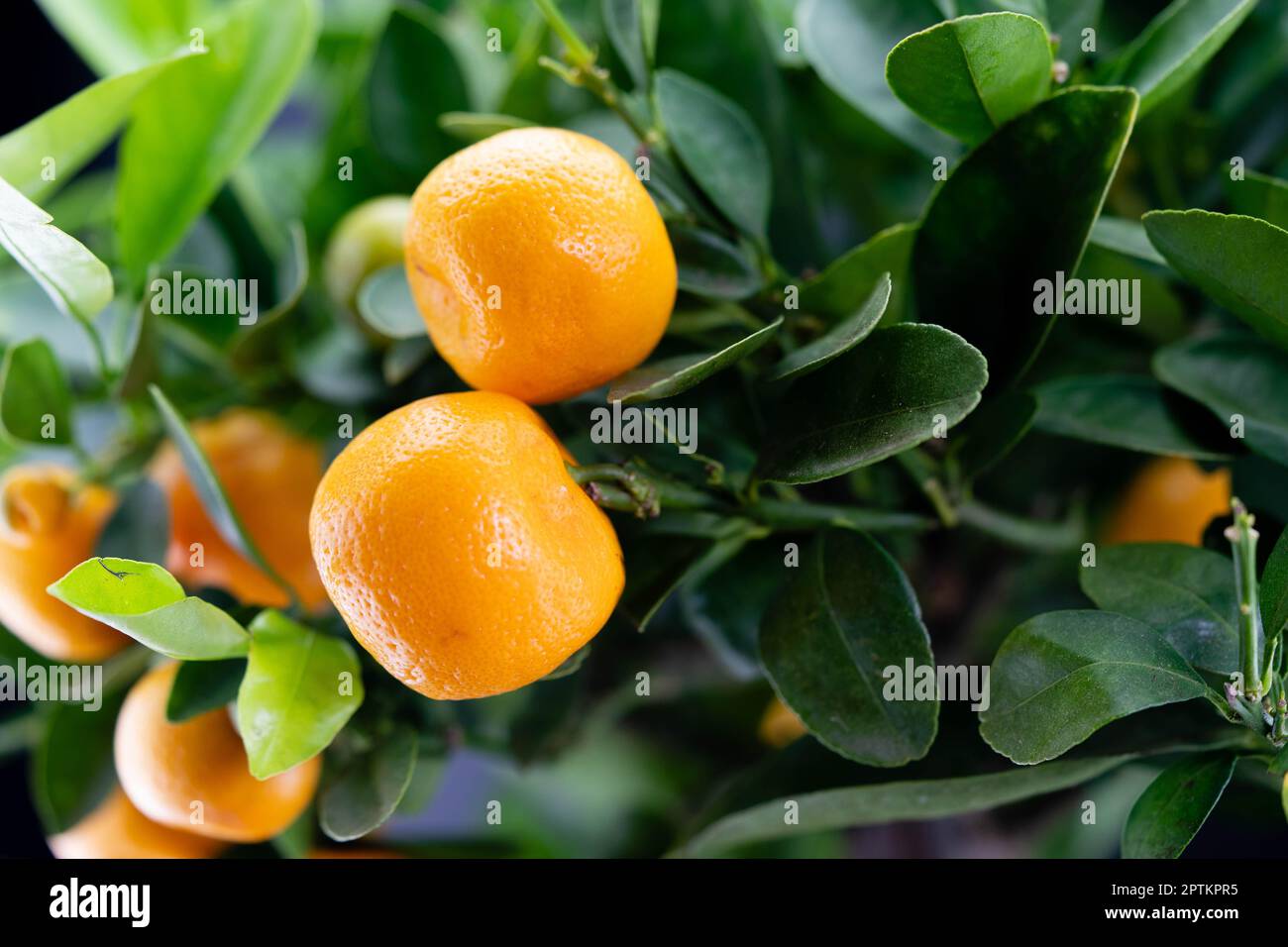 Mandarin chinese orange tangerine small hi-res stock photography and ...