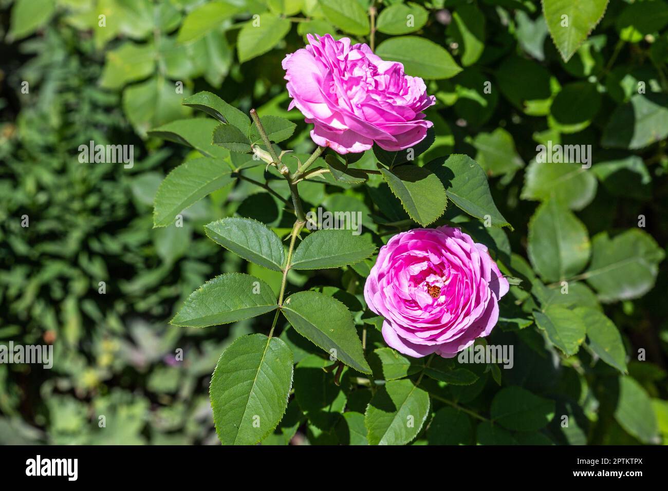 the Splendid rosy rose in its maximum bloom Stock Photo - Alamy