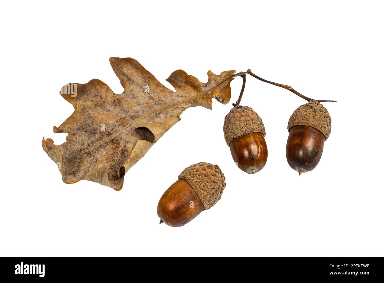 some acorns on a transparent background Stock Photo - Alamy