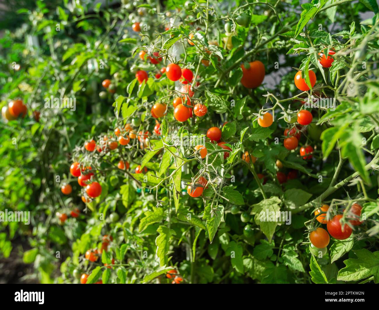 Ripe tomato plant growing. Fresh bunch of red natural tomatoes on a ...