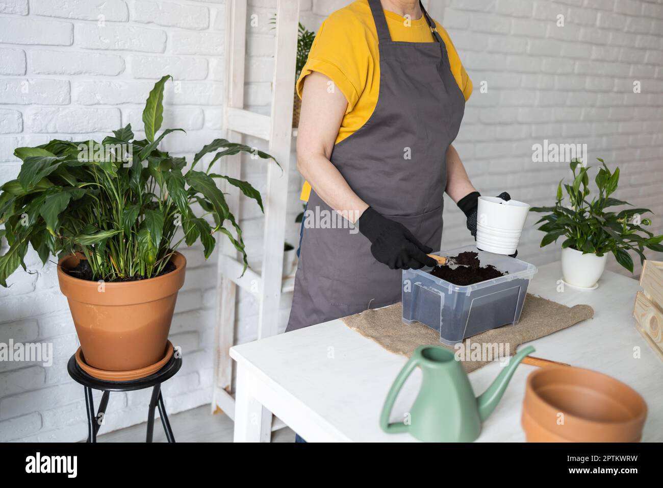 Spring Houseplant Care, repotting houseplants. Waking Up Indoor Plants ...