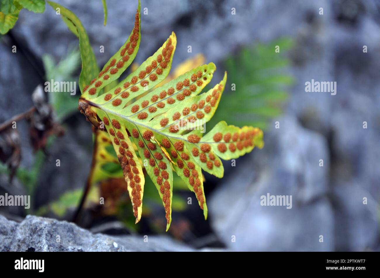 Common polypody fern in Provence Stock Photo - Alamy