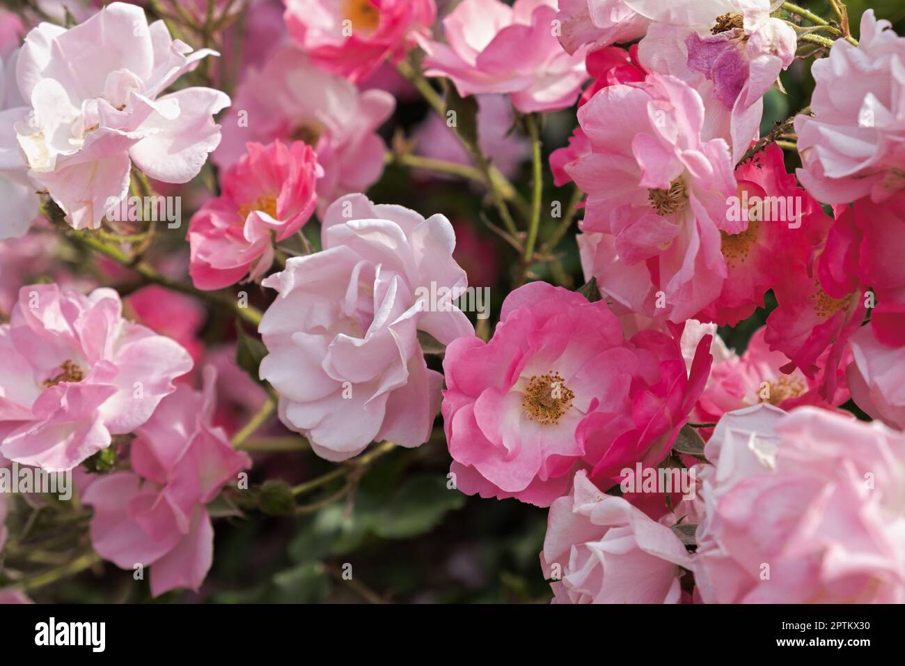 Delicate pastel roses close-up top view full frame. Fragrant bush of ...