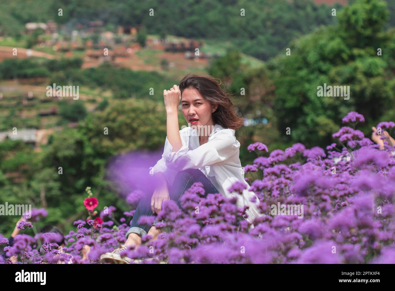 Women in the Verbena field are blooming and beautiful in the rainy ...