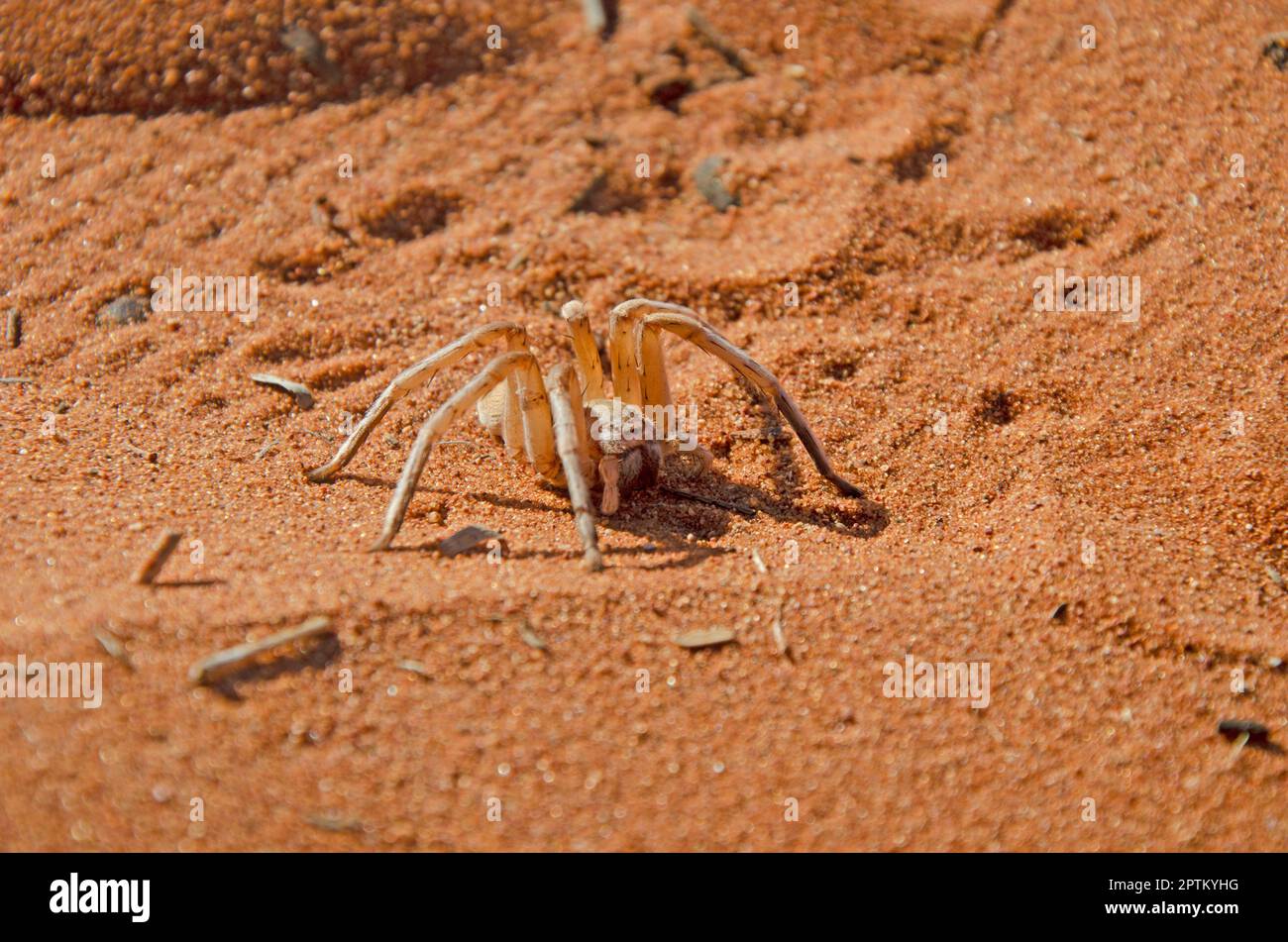 White lady spider on desert sand, Namibia Stock Photo - Alamy