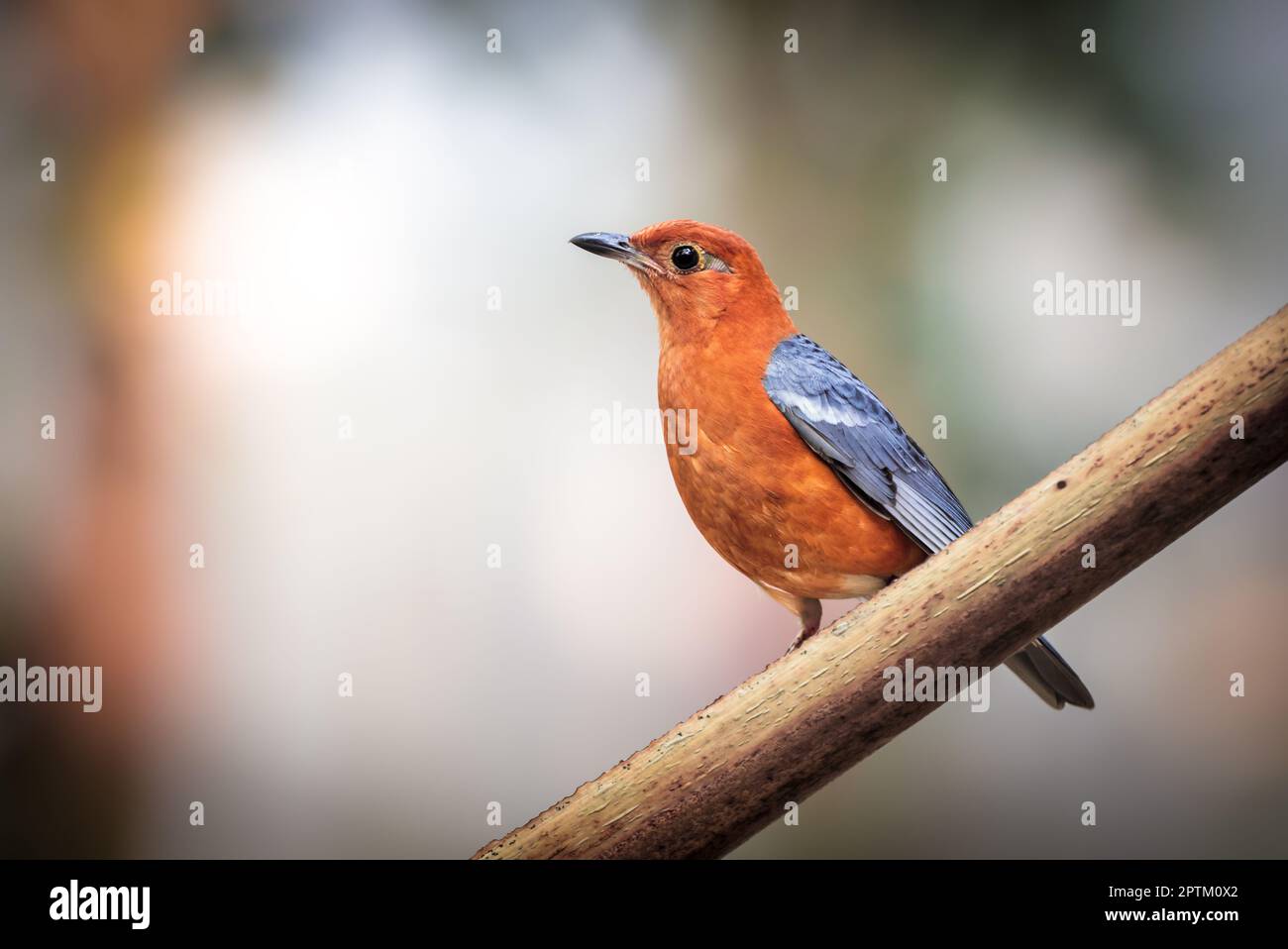 orange-headed thrush is a bird in the thrush family. It is common in ...