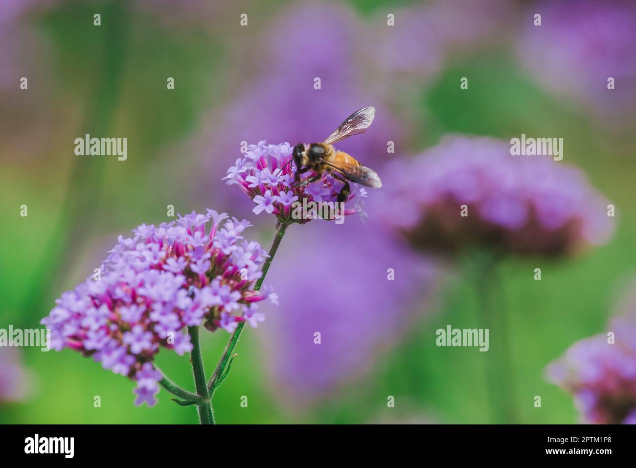 The bee on Verbena is blooming and beautiful in the rainy season Stock ...