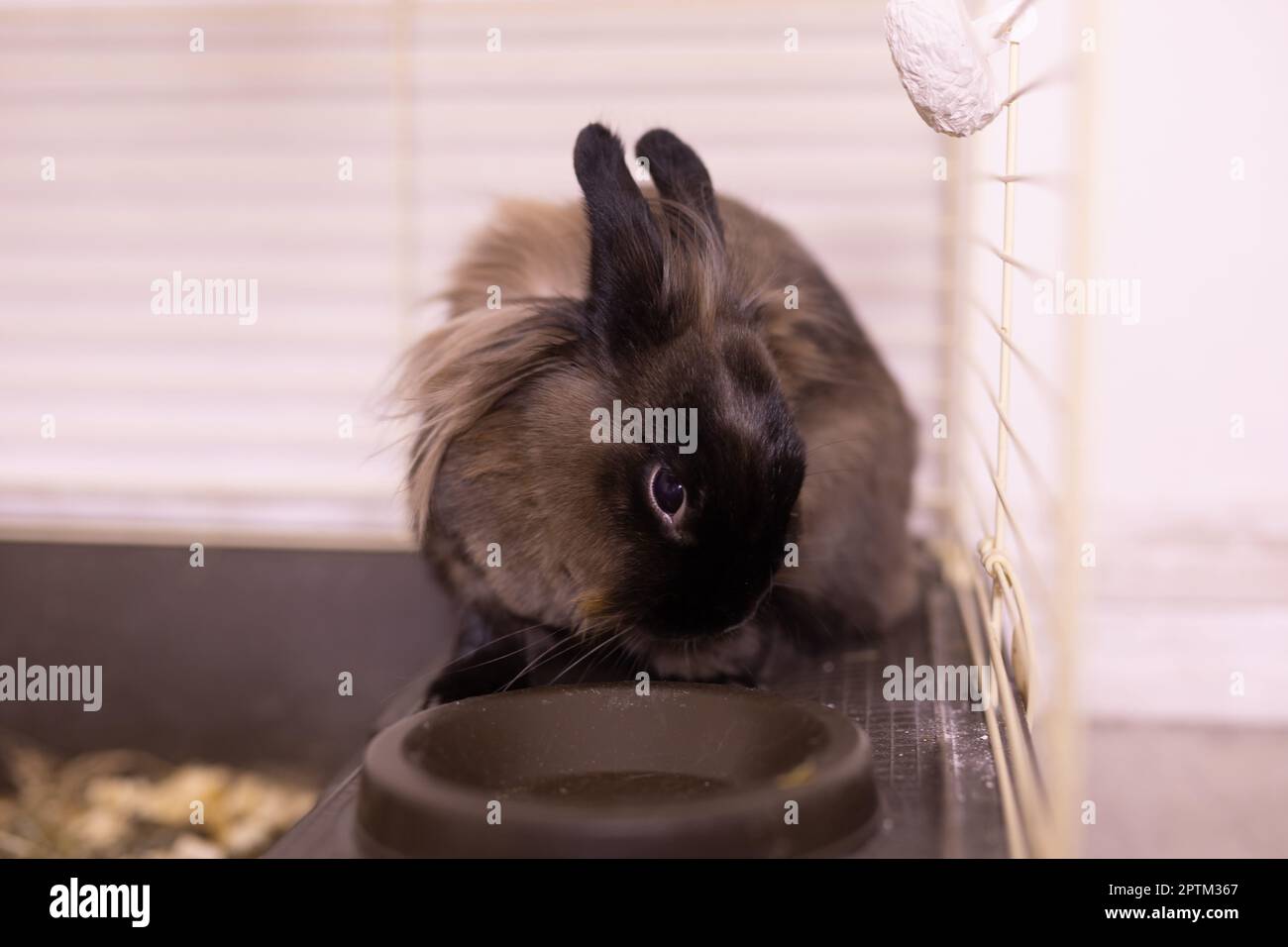 Funny bunny rabbit eating hay food close up - pet and domestic animal ...